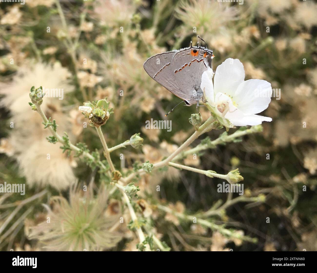 Apache plume (Fallugia paradoxa) Plantae Stock Photo - Alamy