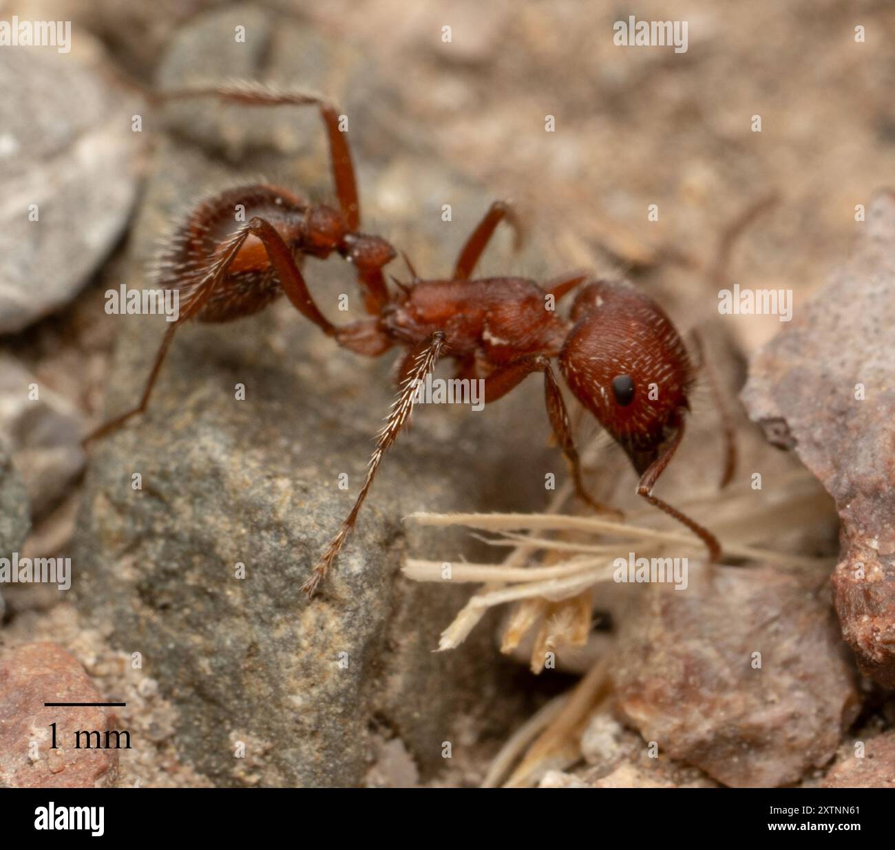 Western Harvester Ant (Pogonomyrmex occidentalis) Insecta Stock Photo ...