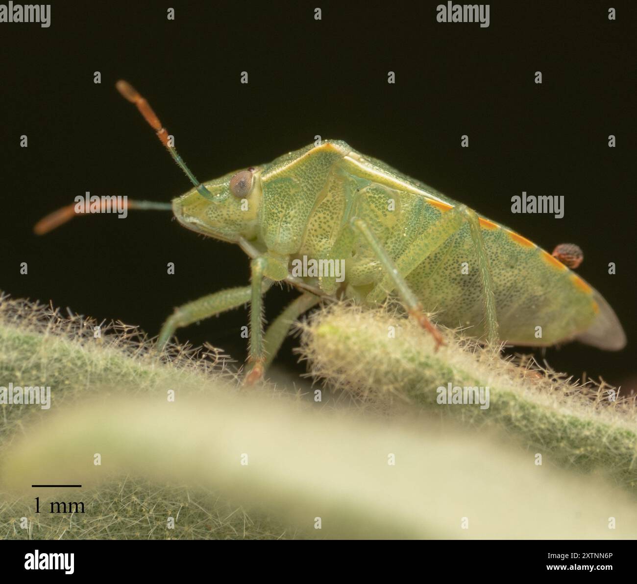 Red-shouldered Stink Bug (Thyanta custator) Insecta Stock Photo - Alamy