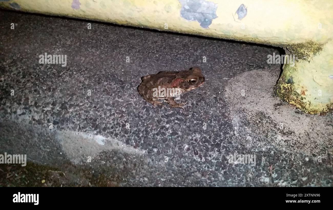 Cane Toad (Rhinella marina) Amphibia Stock Photo - Alamy