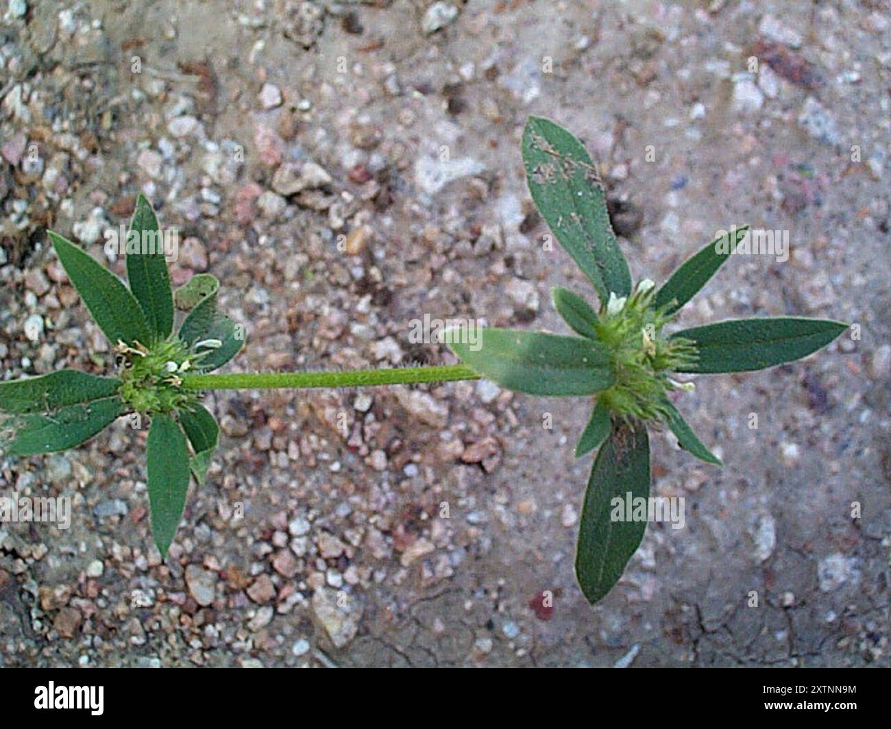 buttonweed (Spermacoce senensis) Plantae Stock Photo - Alamy