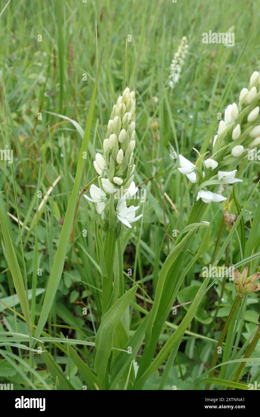 white bog orchid (Platanthera dilatata) Plantae Stock Photo - Alamy