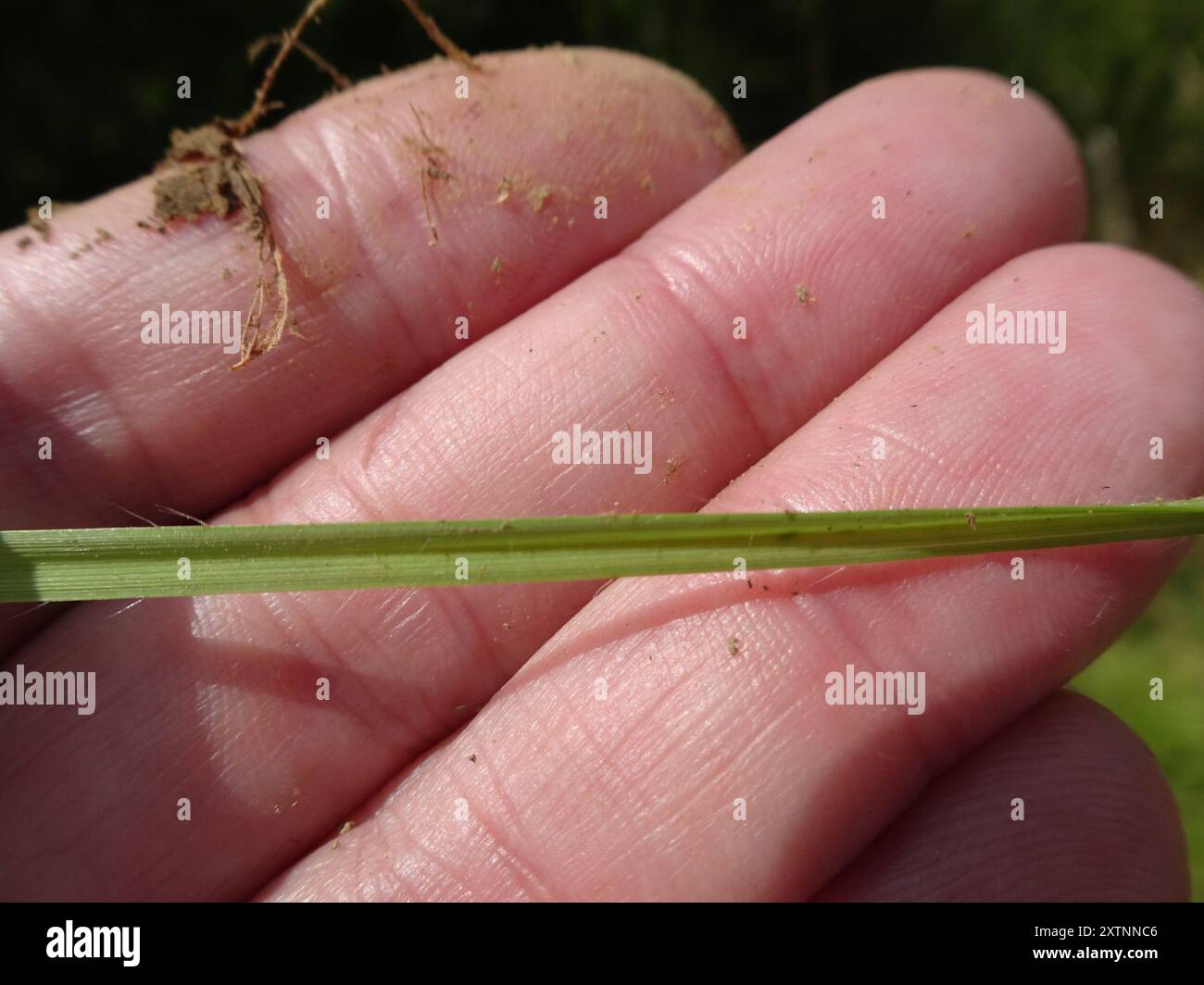 Upright Brome (Bromus erectus) Plantae Stock Photo - Alamy