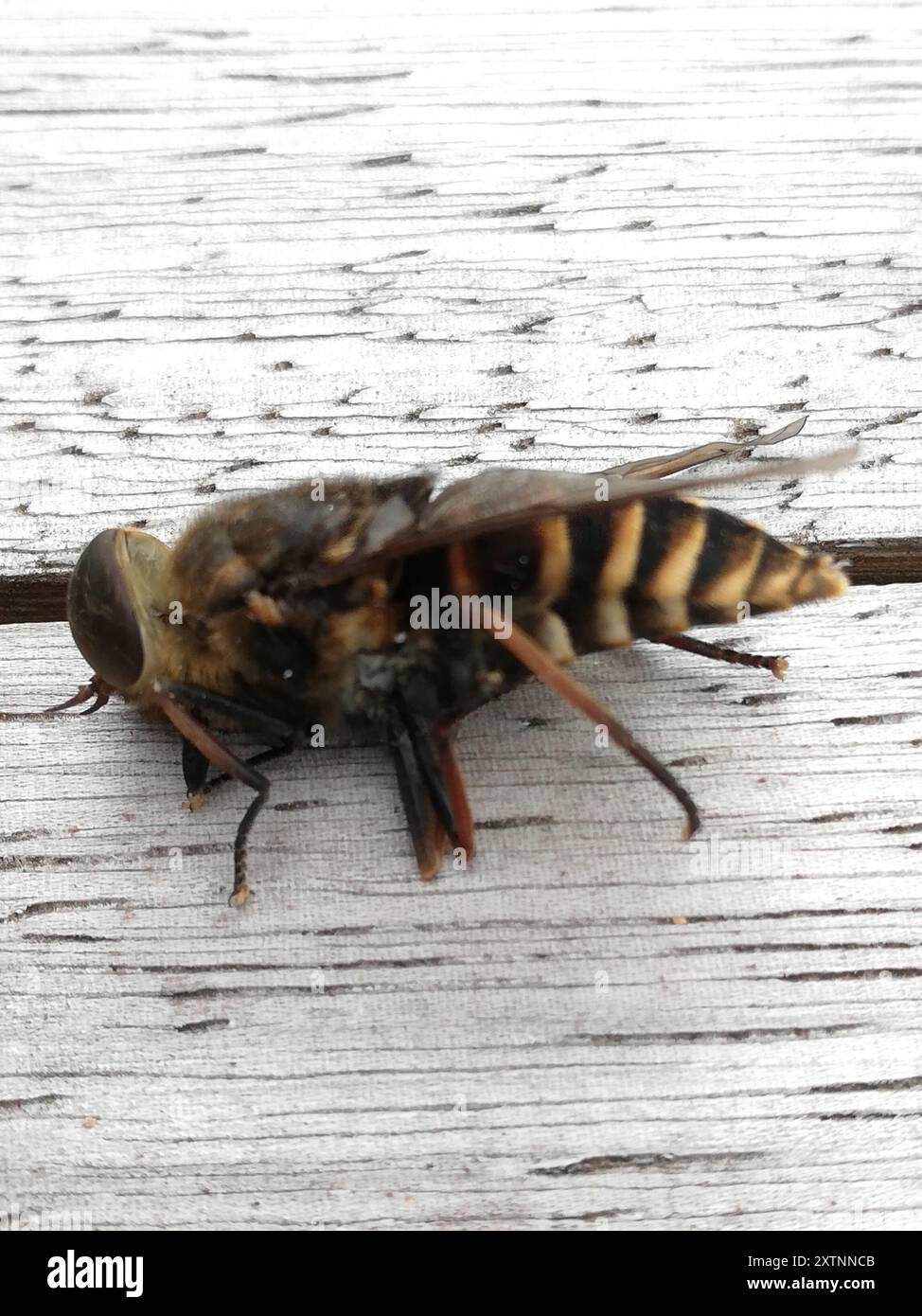 Dark Giant Horse Fly (Tabanus sudeticus) Insecta Stock Photo - Alamy
