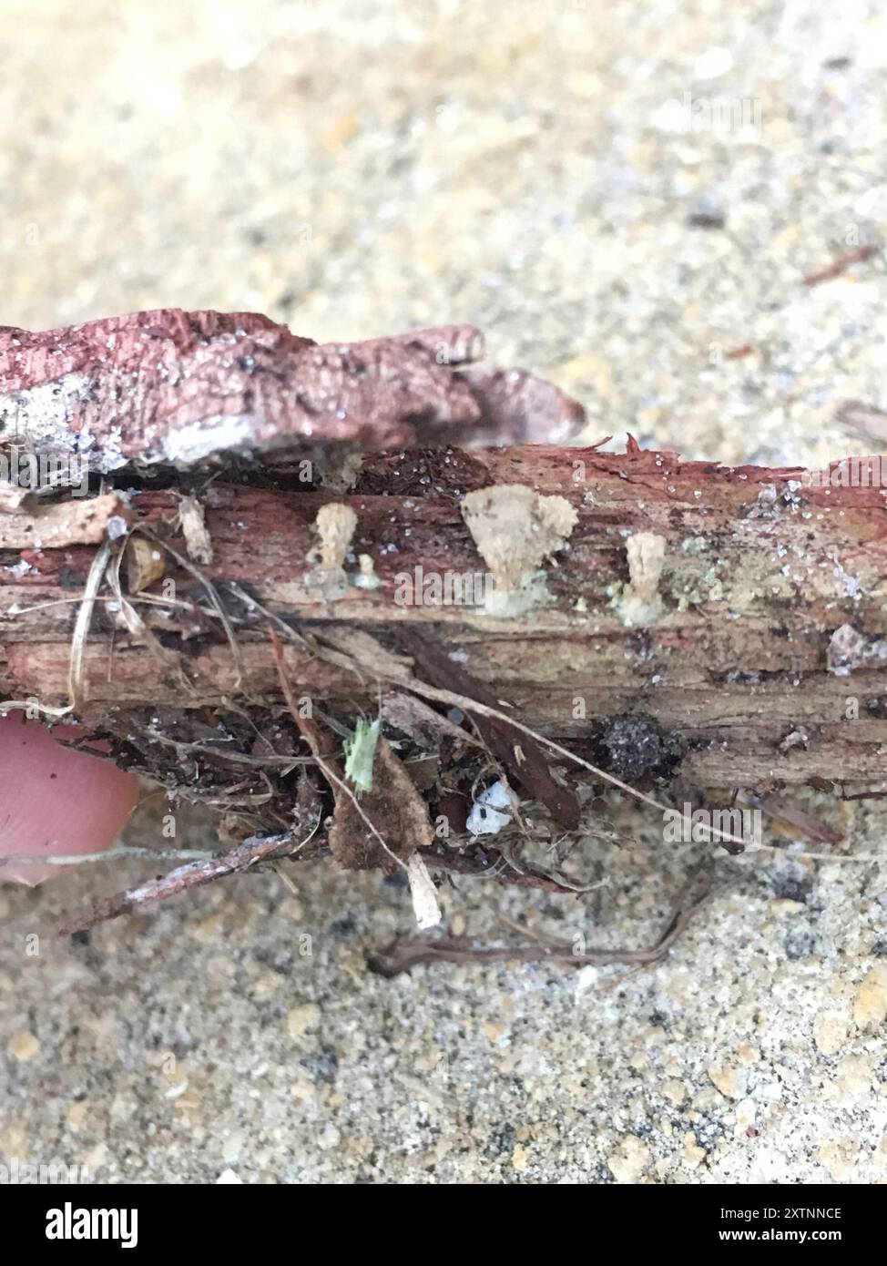 bird's nest fungi (Nidulariaceae) Fungi Stock Photo - Alamy