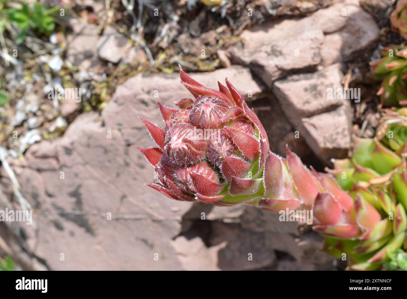 Houseleek (Sempervivum tectorum) Plantae Stock Photo - Alamy