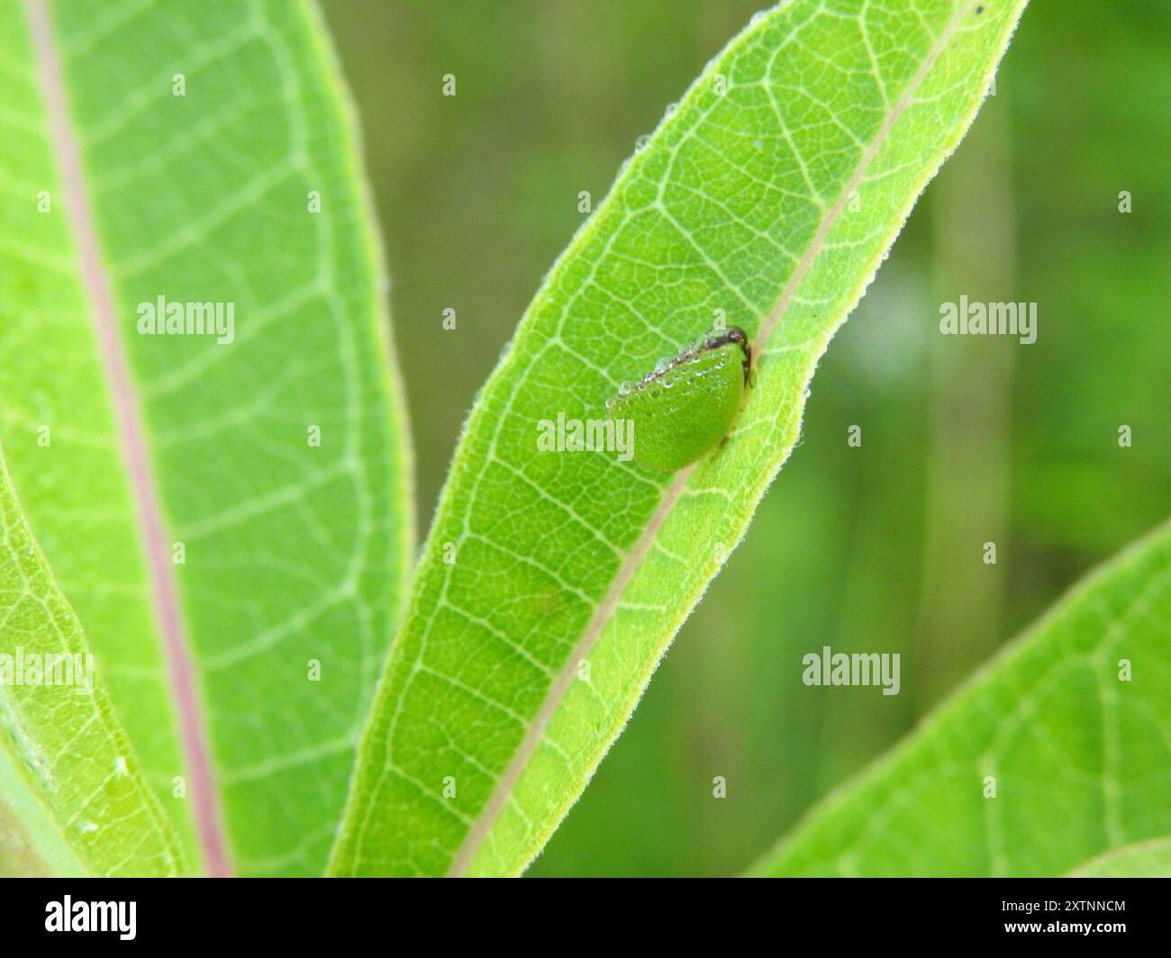 Two striped planthopper hi-res stock photography and images - Alamy