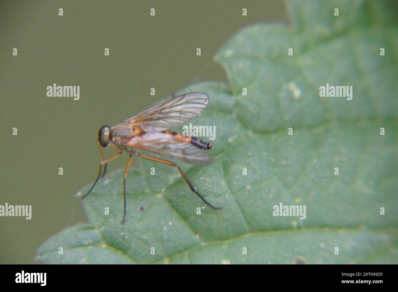 Marsh Snipe Fly (Rhagio tringarius) Insecta Stock Photo - Alamy