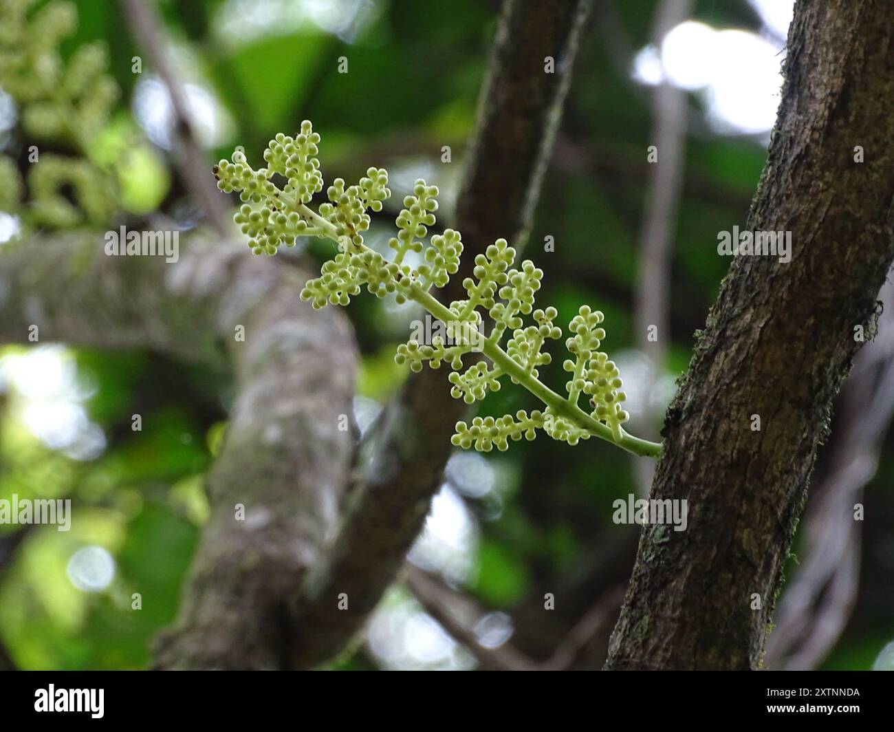 (Anamirta cocculus) Plantae Stock Photo - Alamy