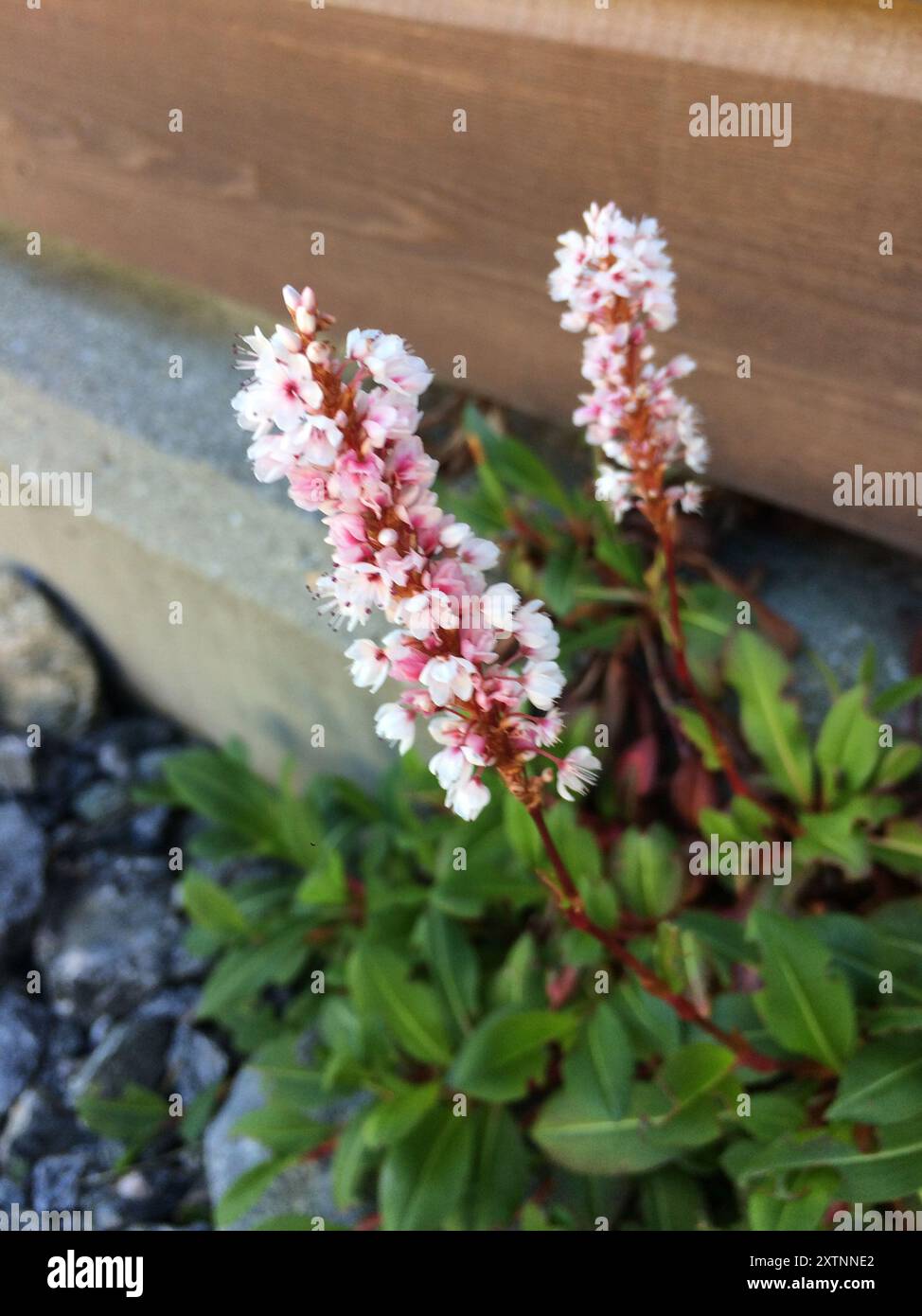 alpine bistort (Bistorta vivipara) Plantae Stock Photo - Alamy