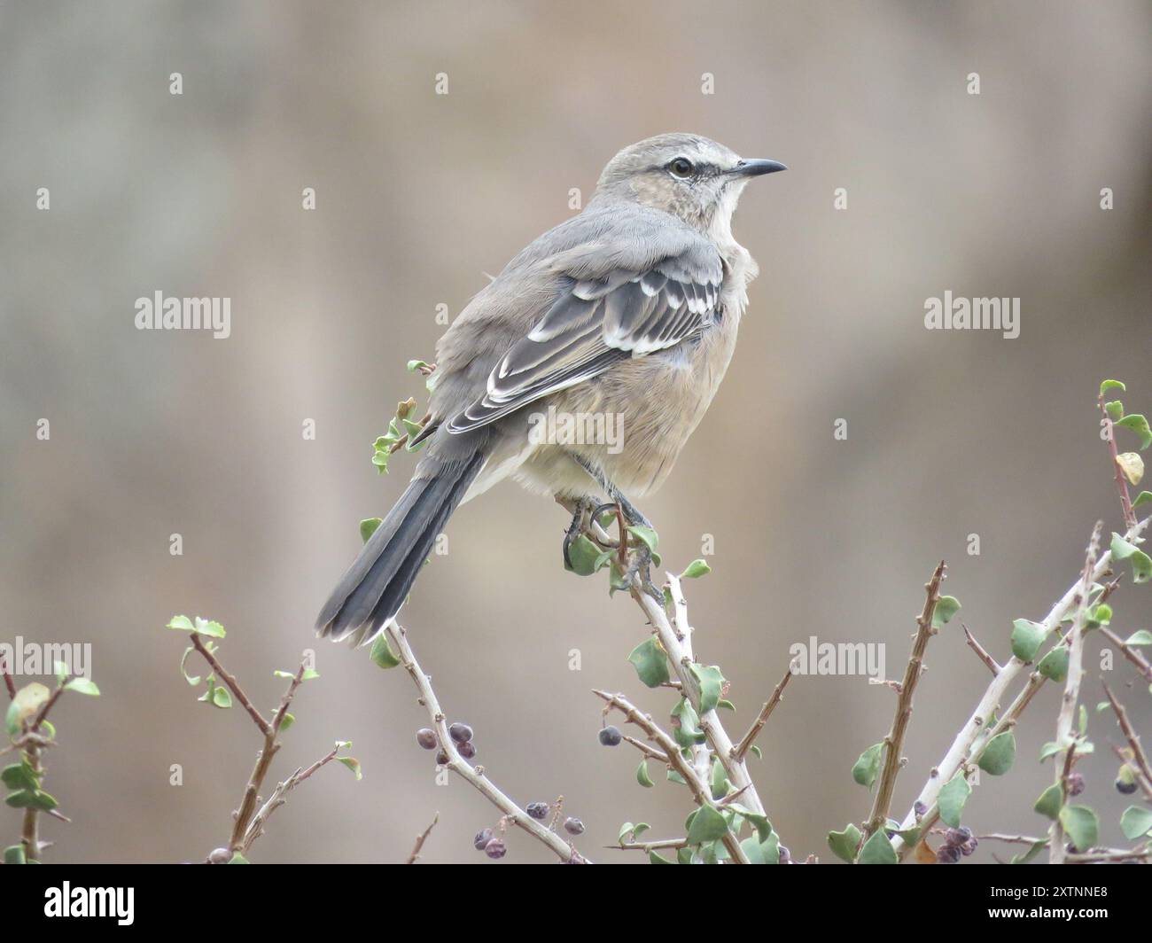 Patagonian Mockingbird (Mimus patagonicus) Aves Stock Photo - Alamy