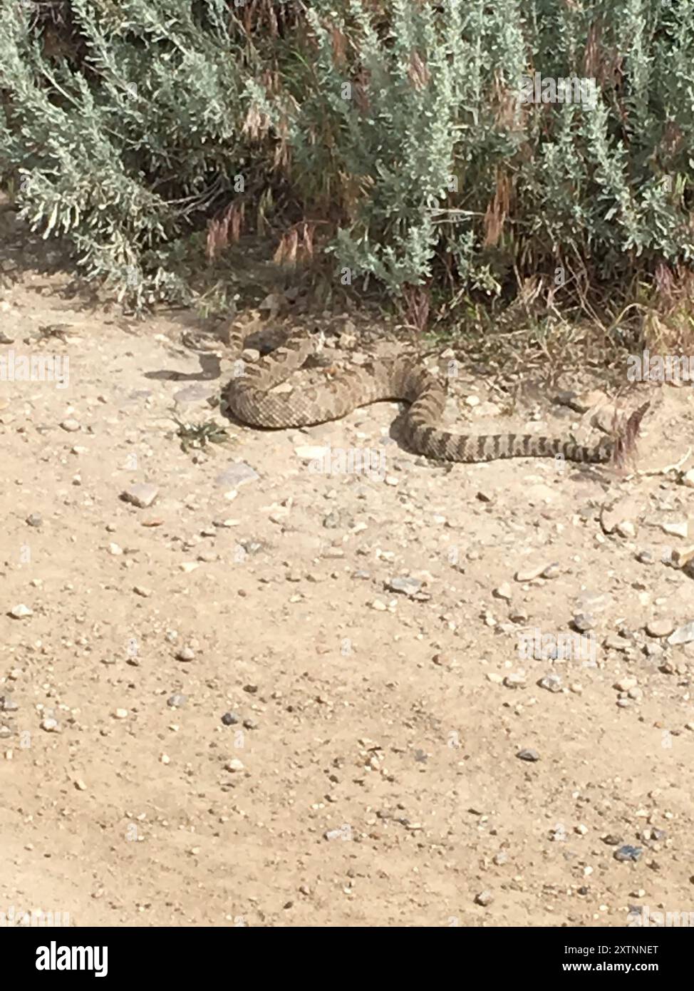 Great Basin Rattlesnake (Crotalus oreganus lutosus) Reptilia Stock ...