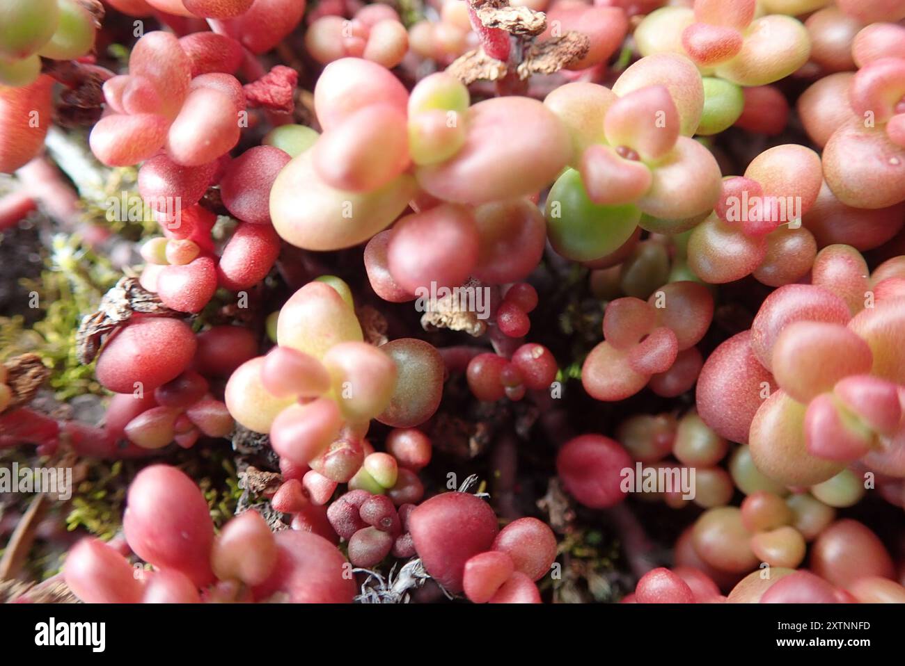 Pacific stonecrop (Sedum divergens) Plantae Stock Photo - Alamy