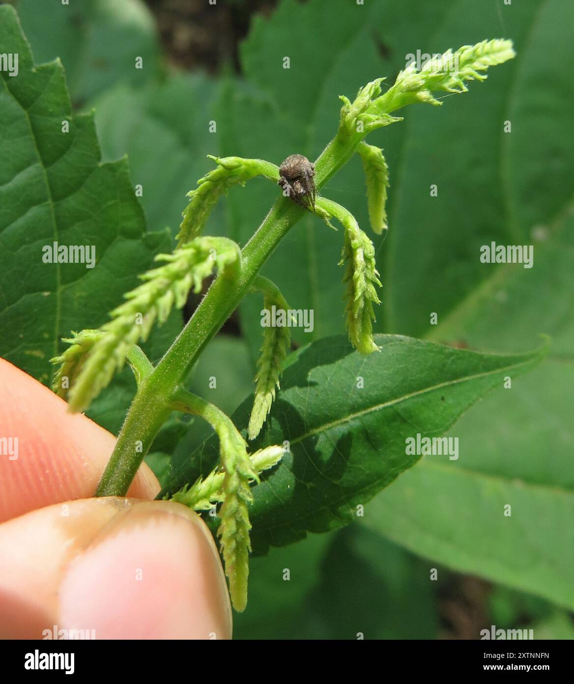 citronella horse balm (Collinsonia canadensis) Plantae Stock Photo - Alamy