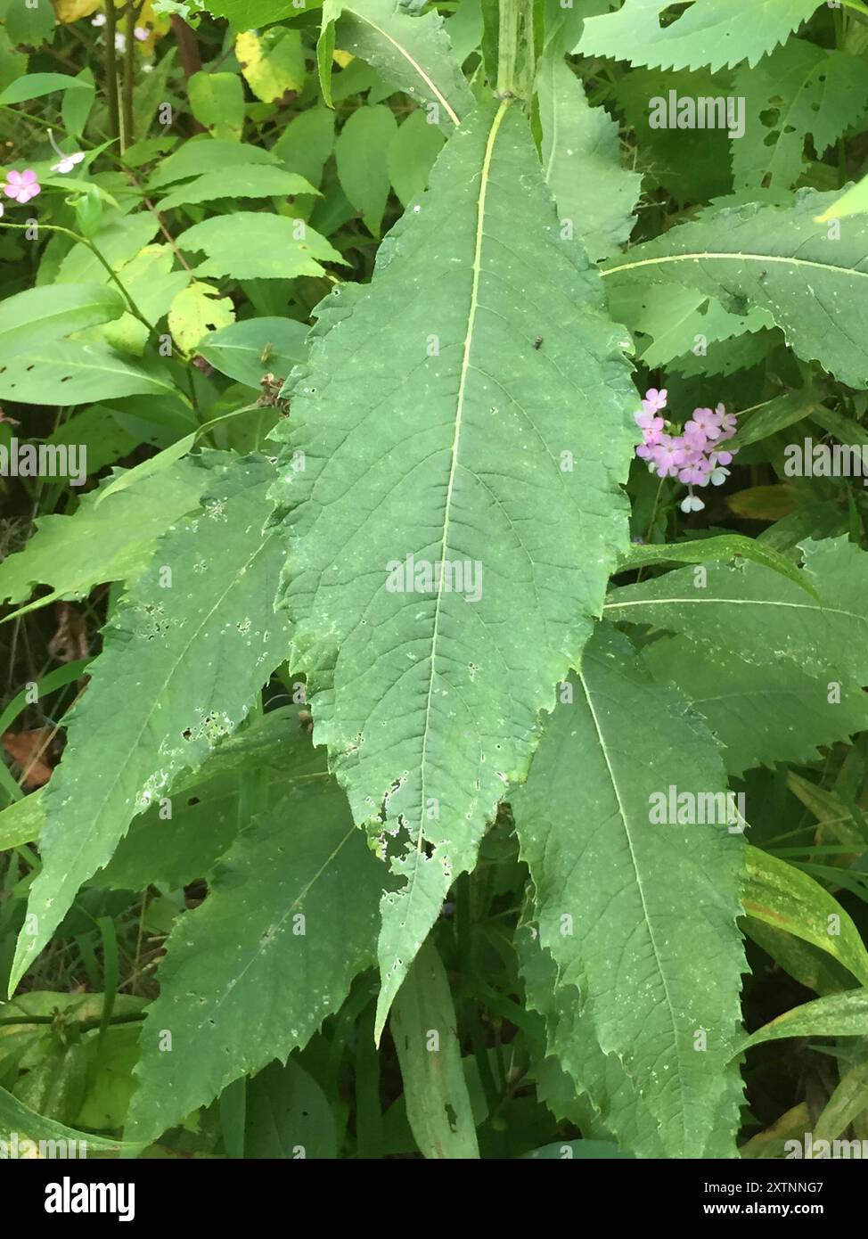 Wingstem (Verbesina alternifolia) Plantae Stock Photo - Alamy
