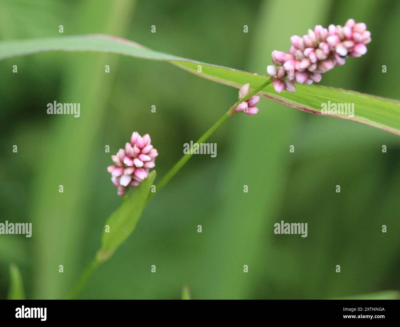 low smartweed (Persicaria longiseta) Plantae Stock Photo - Alamy