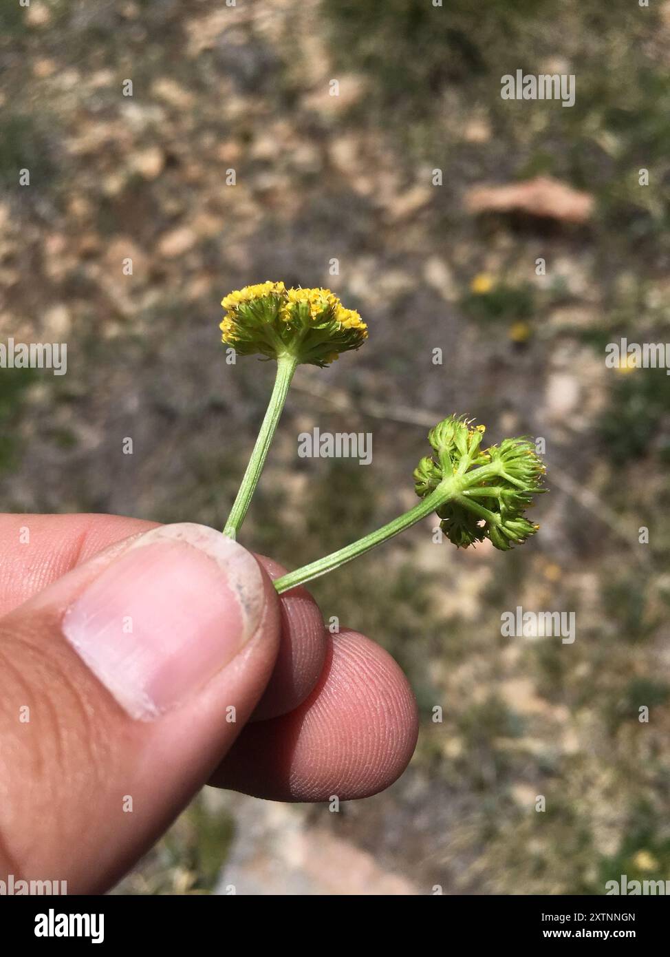 Baker's Alpineparsley (Cymopterus bakeri) Plantae Stock Photo - Alamy