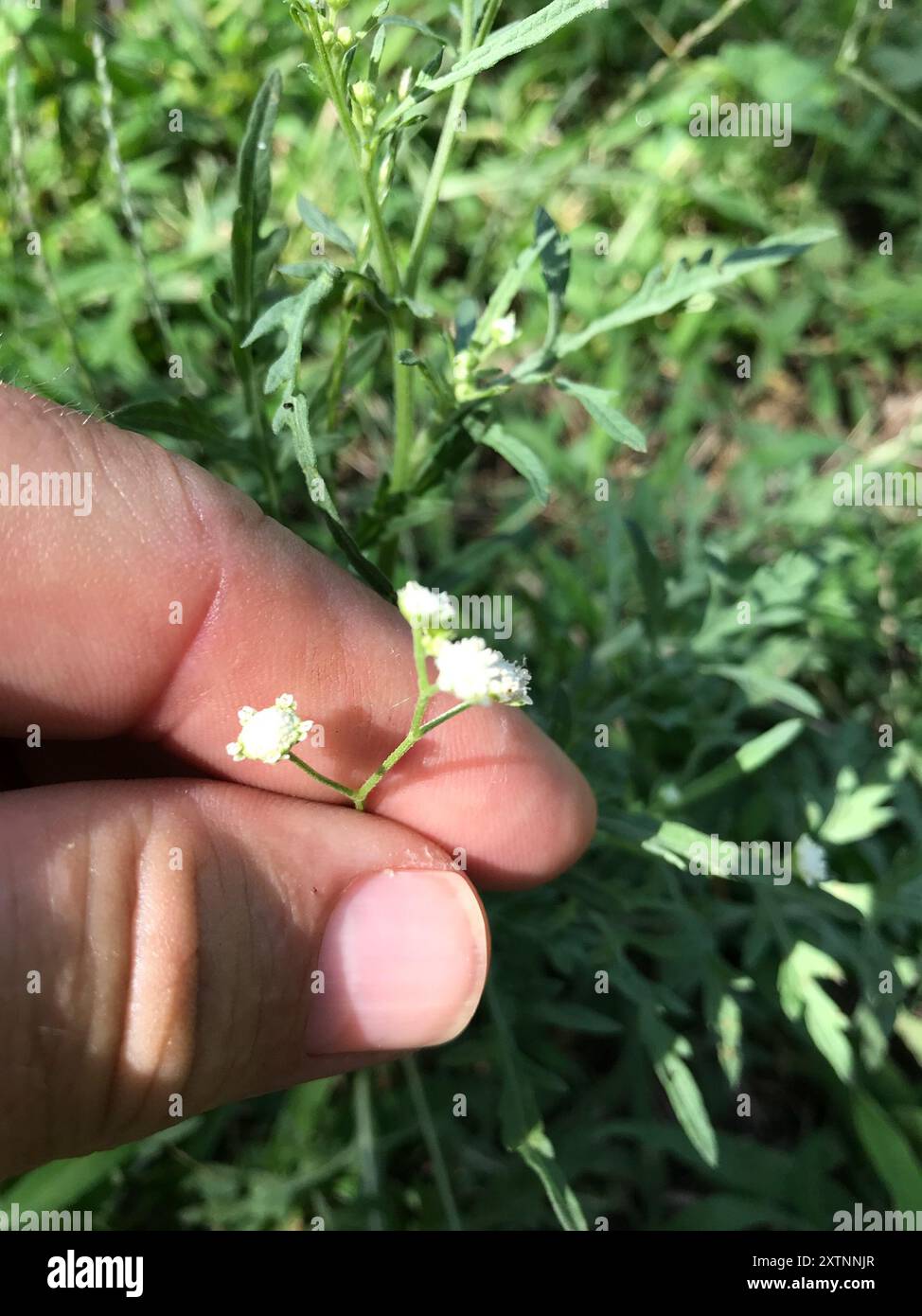 Santa Maria feverfew (Parthenium hysterophorus) Plantae Stock Photo - Alamy
