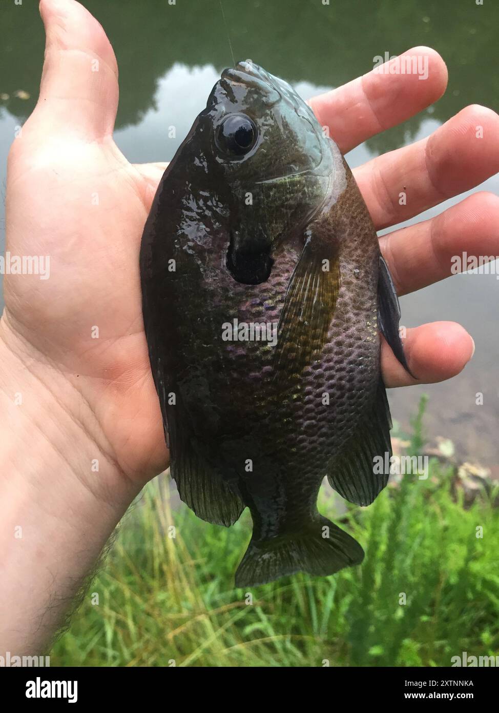 Bluegill (Lepomis macrochirus) Actinopterygii Stock Photo - Alamy