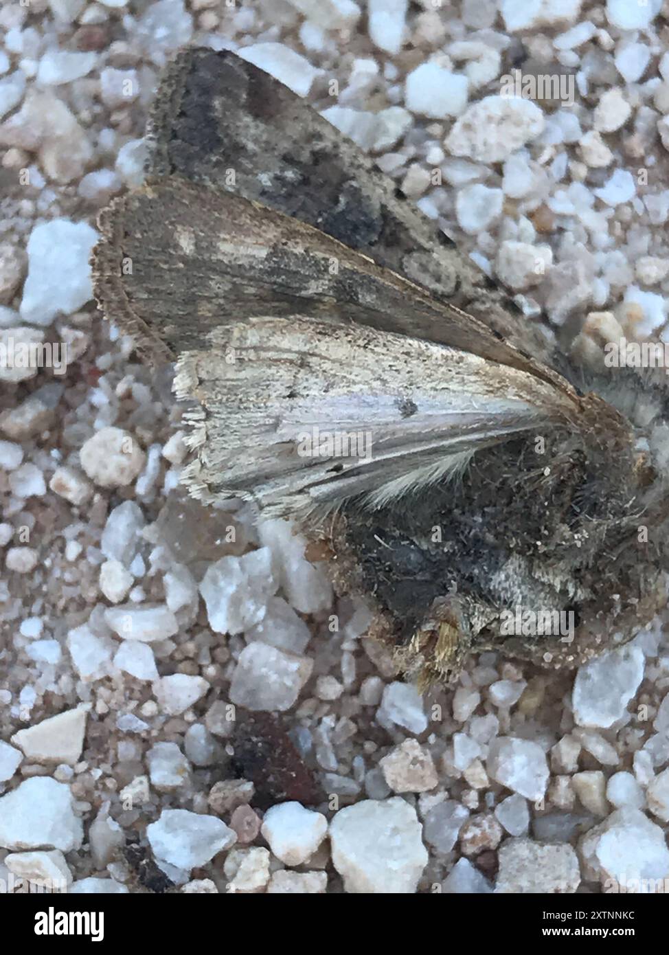 Variegated Cutworm Moth (Peridroma saucia) Insecta Stock Photo - Alamy