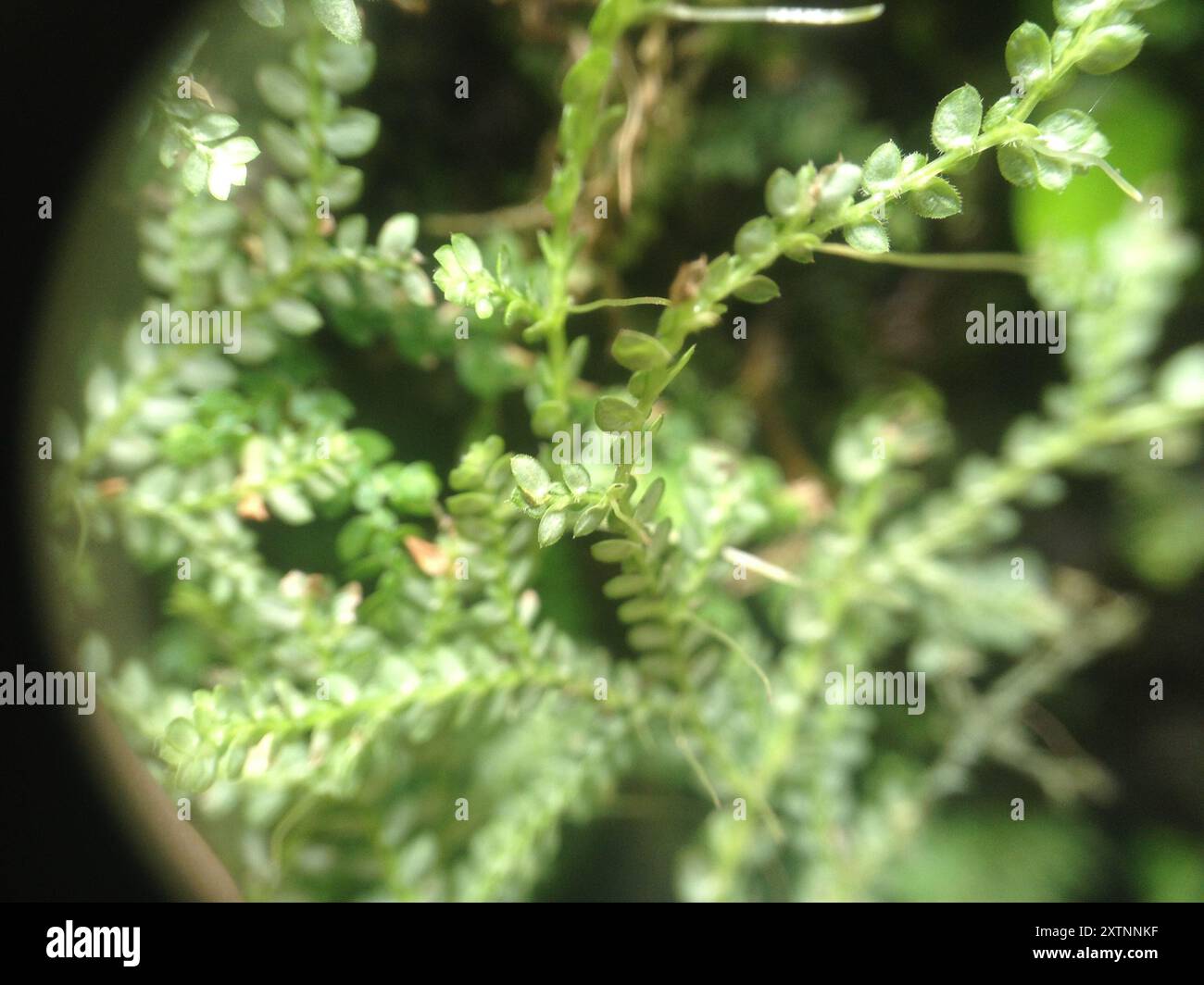 spikemosses (Selaginella) Plantae Stock Photo - Alamy