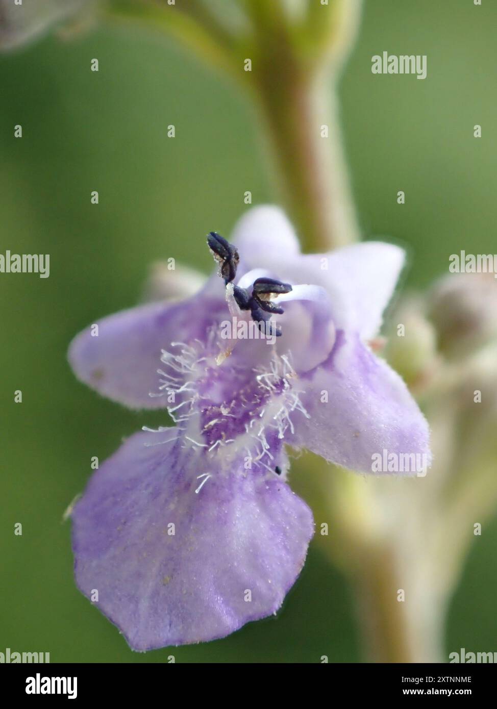 Five-leaved chaste tree (Vitex negundo) Plantae Stock Photo - Alamy