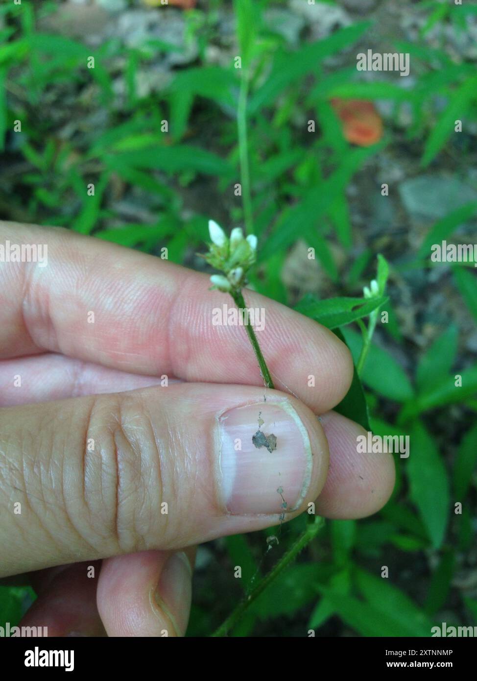 arrow-leaved tearthumb (Persicaria sagittata) Plantae Stock Photo - Alamy