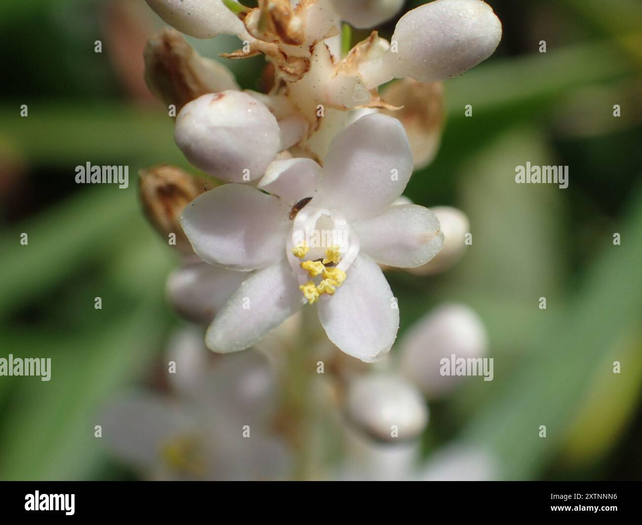 Creeping Lilyturf (Liriope spicata) Plantae Stock Photo - Alamy