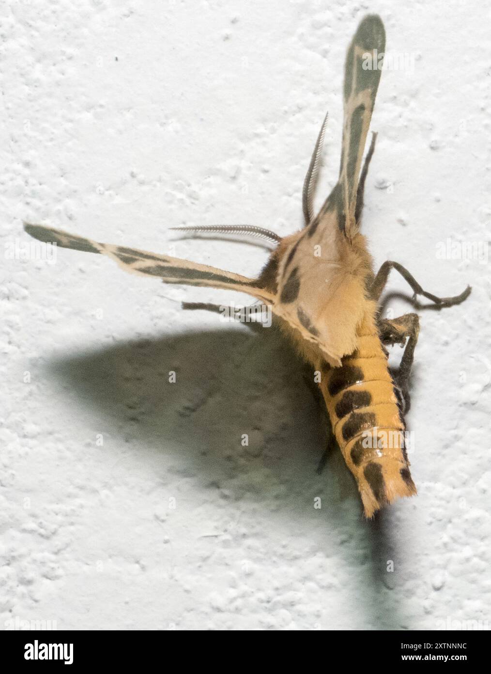 Nais Tiger Moth (Apantesis nais) Insecta Stock Photo - Alamy