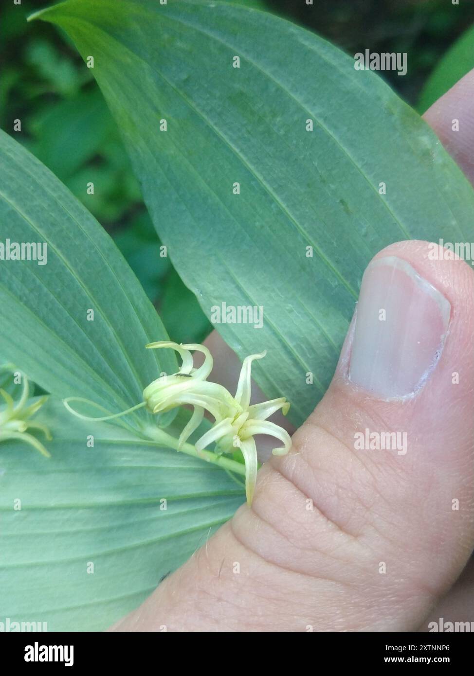 white twisted-stalk (Streptopus amplexifolius) Plantae Stock Photo - Alamy