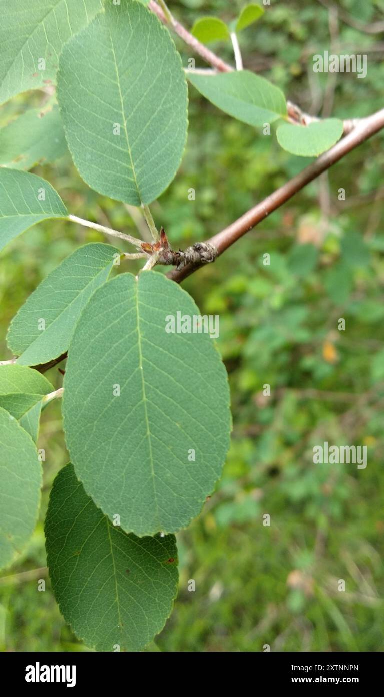 Snowy Mespilus (Amelanchier ovalis) Plantae Stock Photo - Alamy
