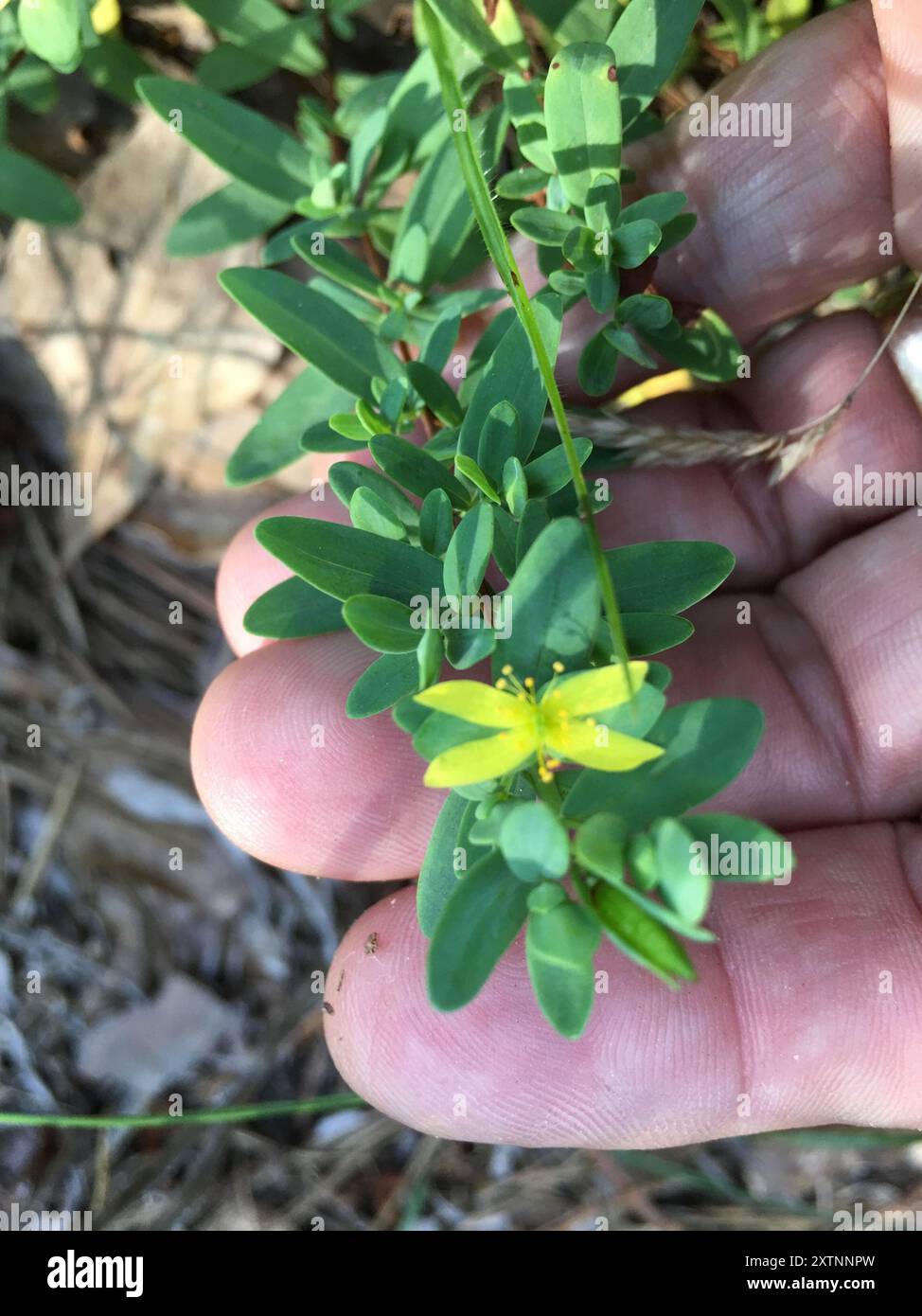 low St. John's wort (Hypericum stragulum) Plantae Stock Photo - Alamy