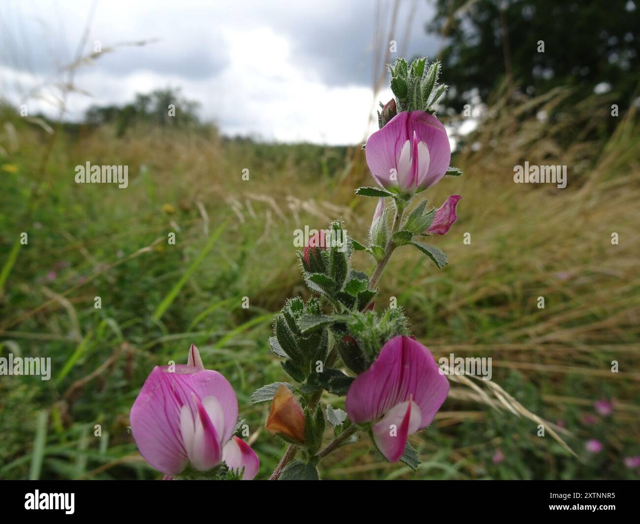 Spiny restharrow (Ononis spinosa) Plantae Stock Photo - Alamy