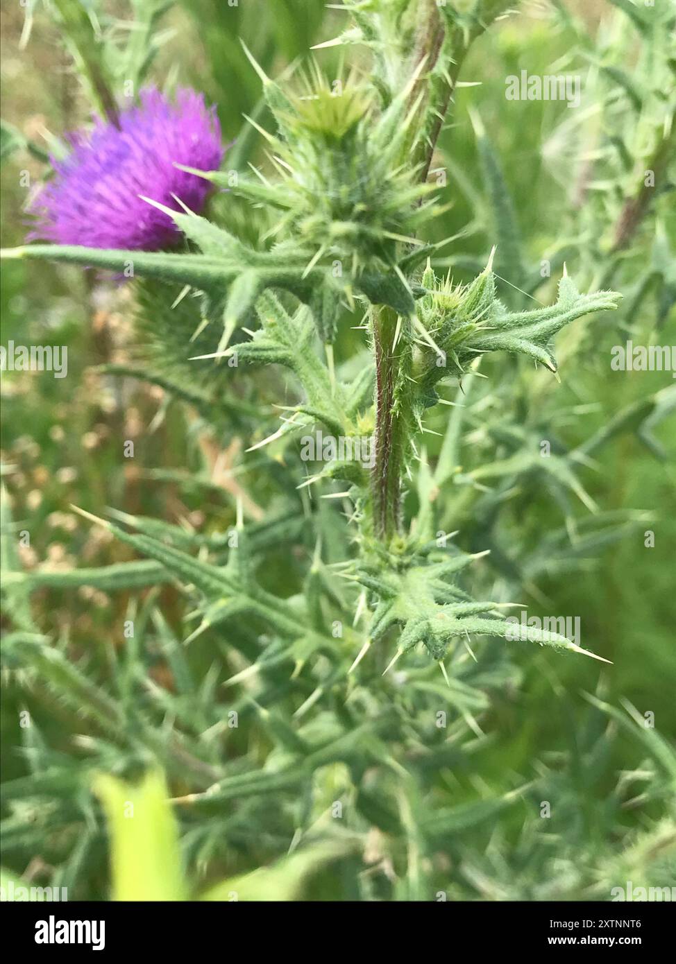 Bull Thistle (Cirsium vulgare) Plantae Stock Photo - Alamy