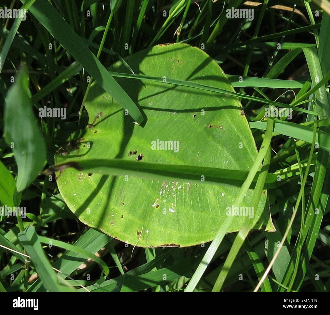 northern water-plantain (Alisma triviale) Plantae Stock Photo - Alamy