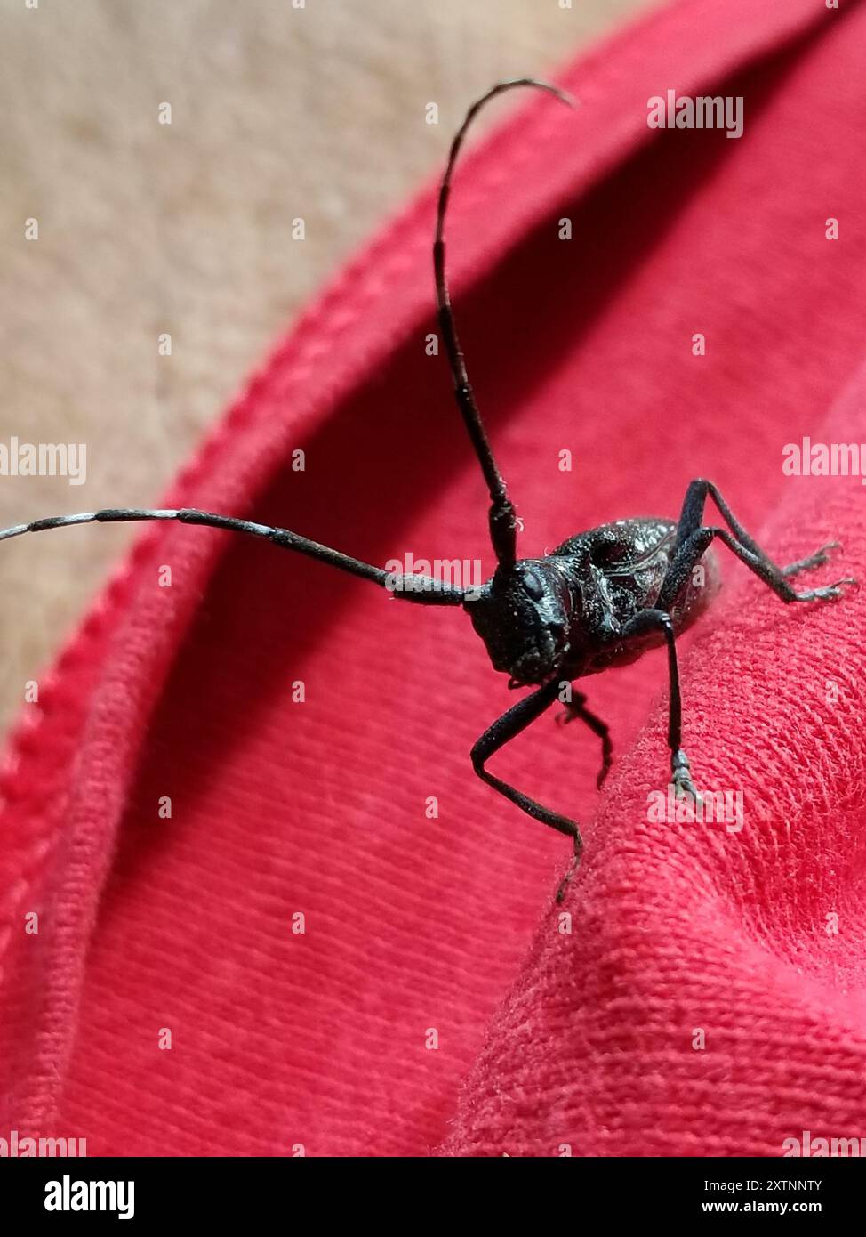 White-spotted Sawyer (Monochamus scutellatus) Insecta Stock Photo - Alamy