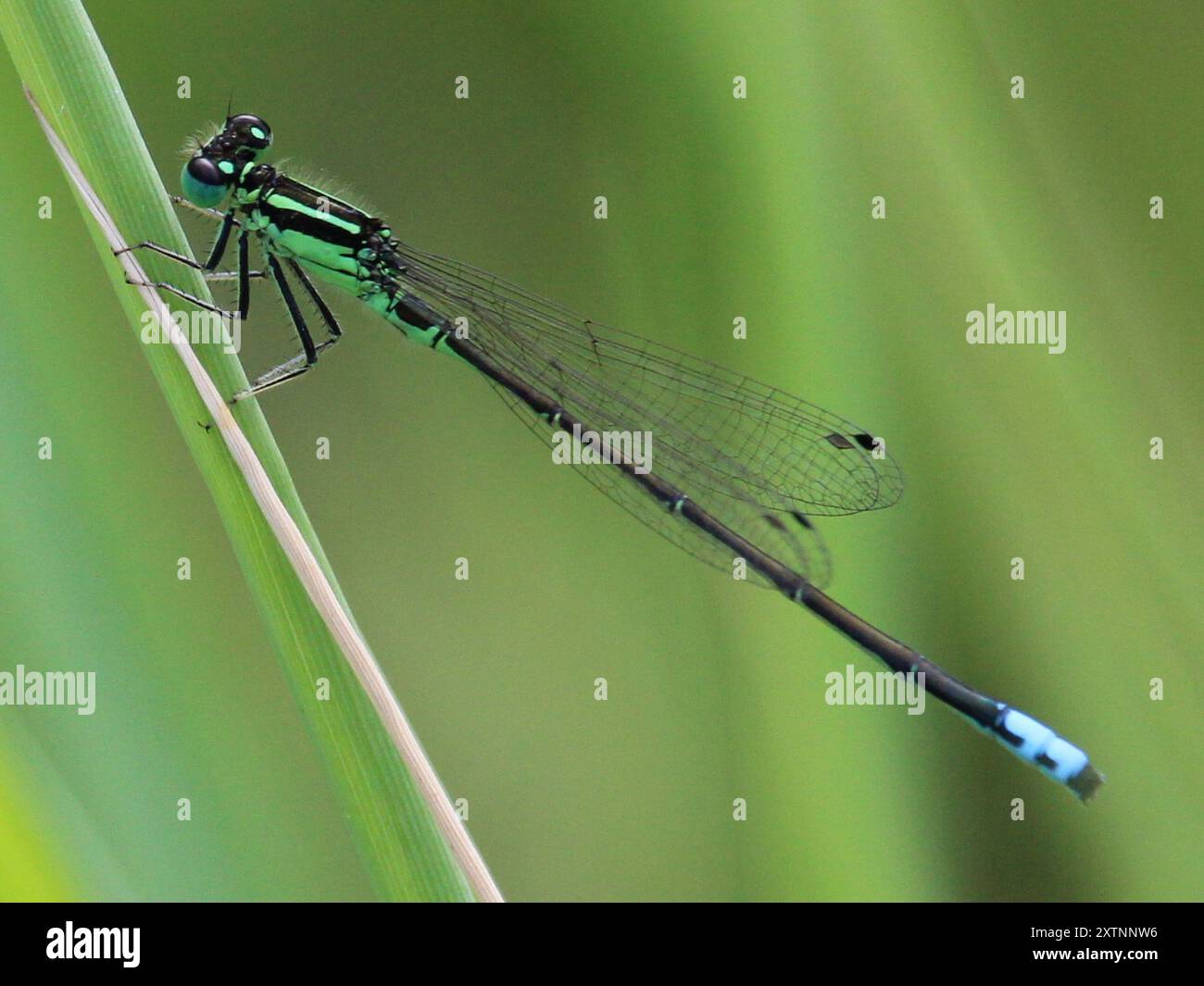 Eastern Forktail (Ischnura verticalis) Insecta Stock Photo - Alamy