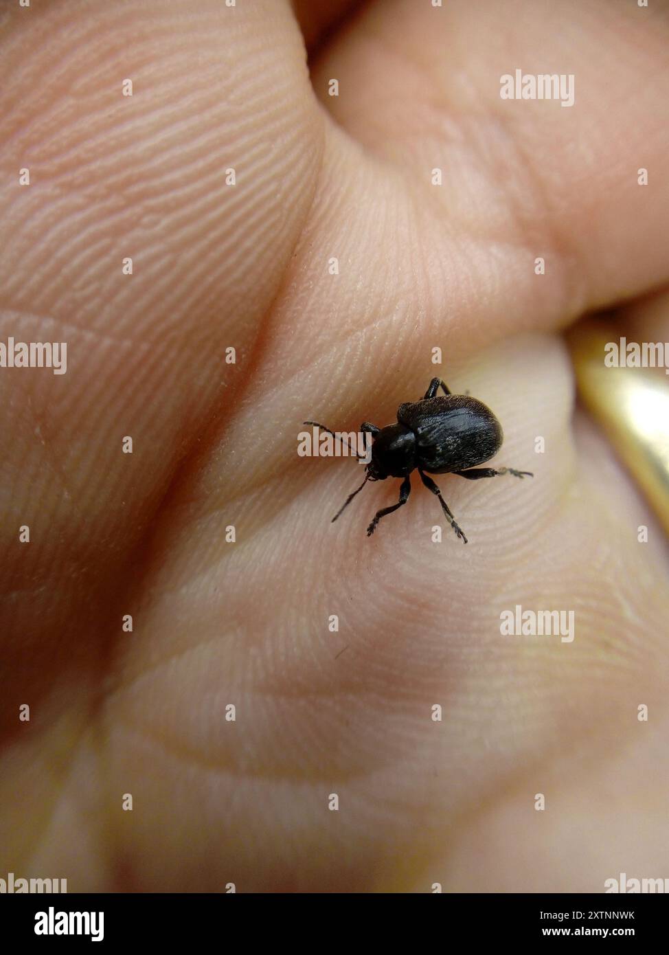 Western Grape Rootworm (Bromius obscurus) Insecta Stock Photo - Alamy