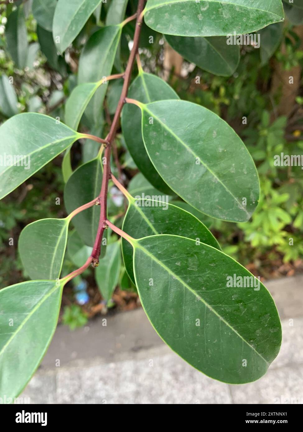 Ilex rotunda hi-res stock photography and images - Alamy