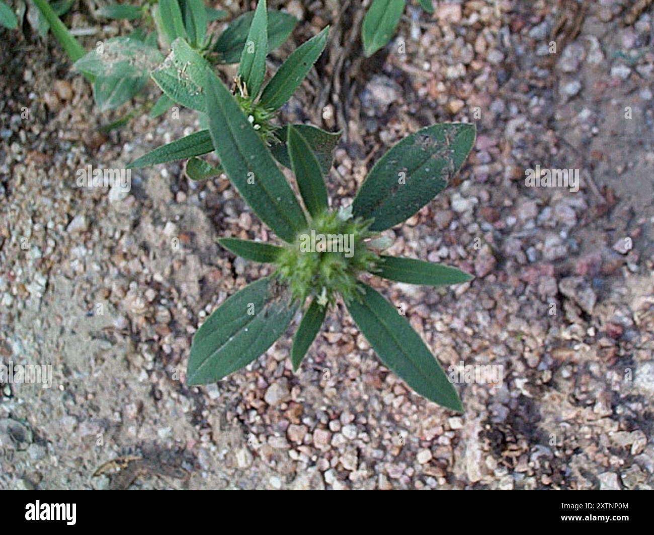 buttonweed (Spermacoce senensis) Plantae Stock Photo - Alamy