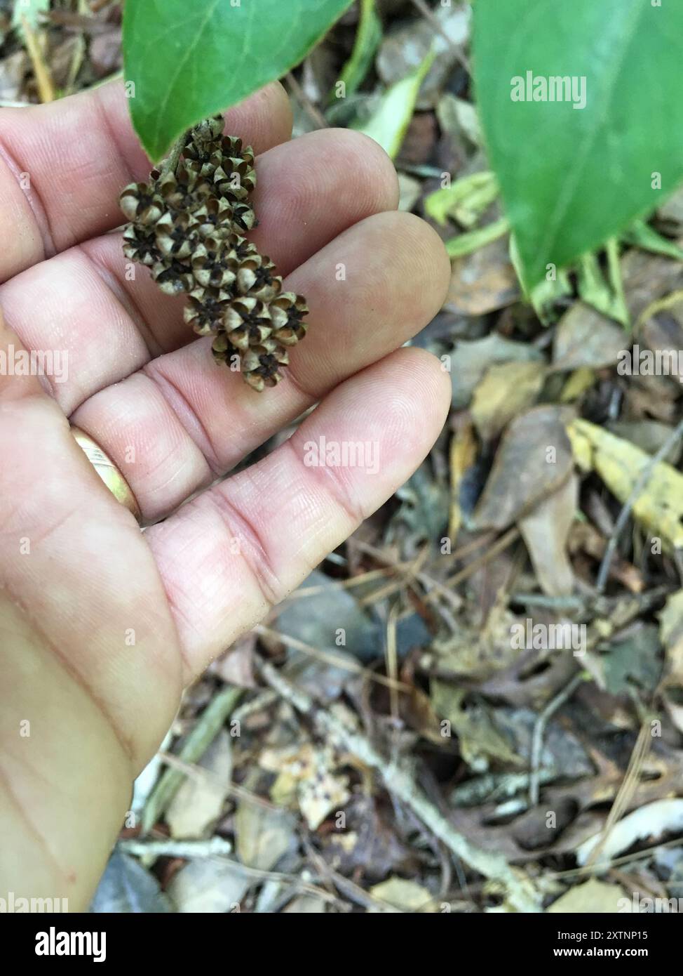 Swamp Dog-laurel (Leucothoe axillaris) Plantae Stock Photo - Alamy