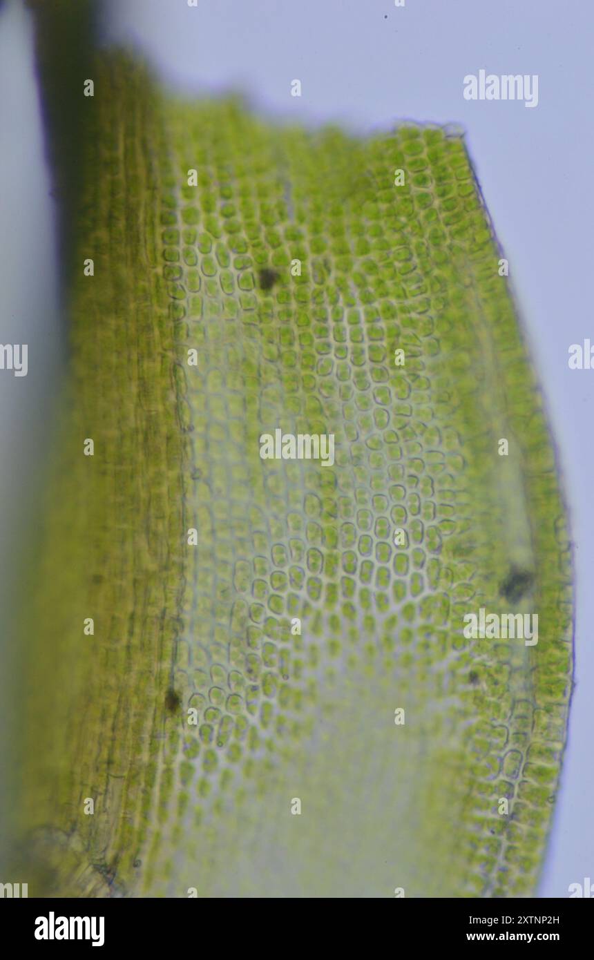 Papillose Bloom Moss (Schistidium papillosum) Plantae Stock Photo - Alamy