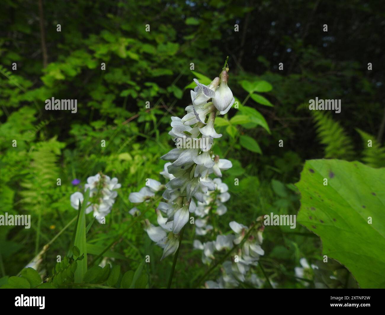 Wood Vetch (Vicia sylvatica) Plantae Stock Photo - Alamy