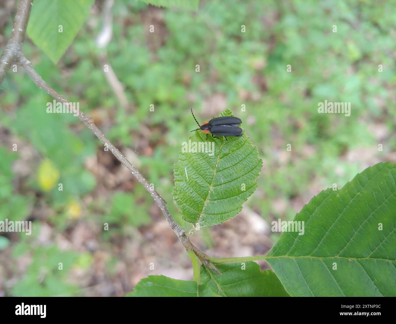 Black Firefly (Lucidota atra) Insecta Stock Photo - Alamy