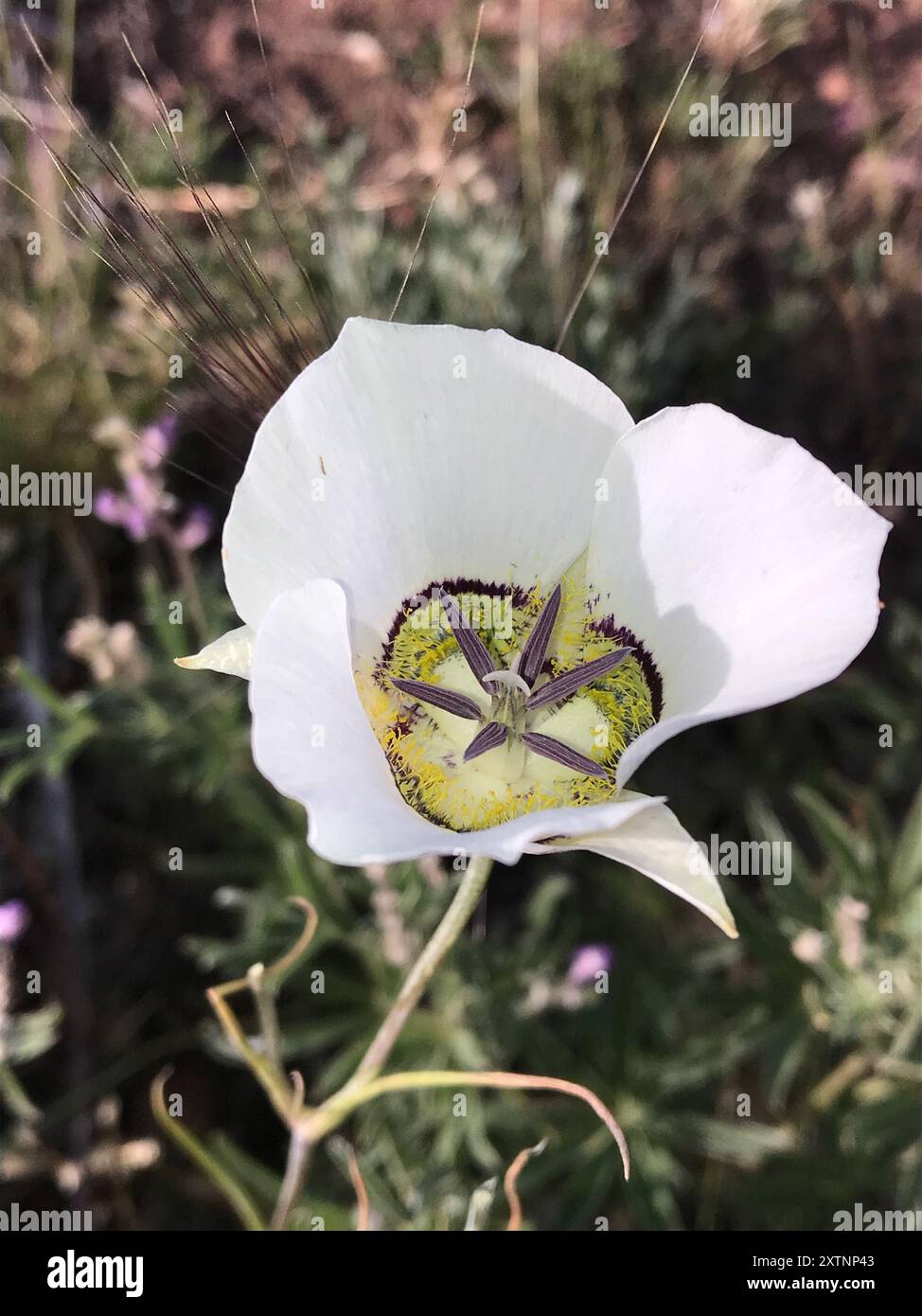 Gunnison's Mariposa Lily (Calochortus gunnisonii) Plantae Stock Photo ...