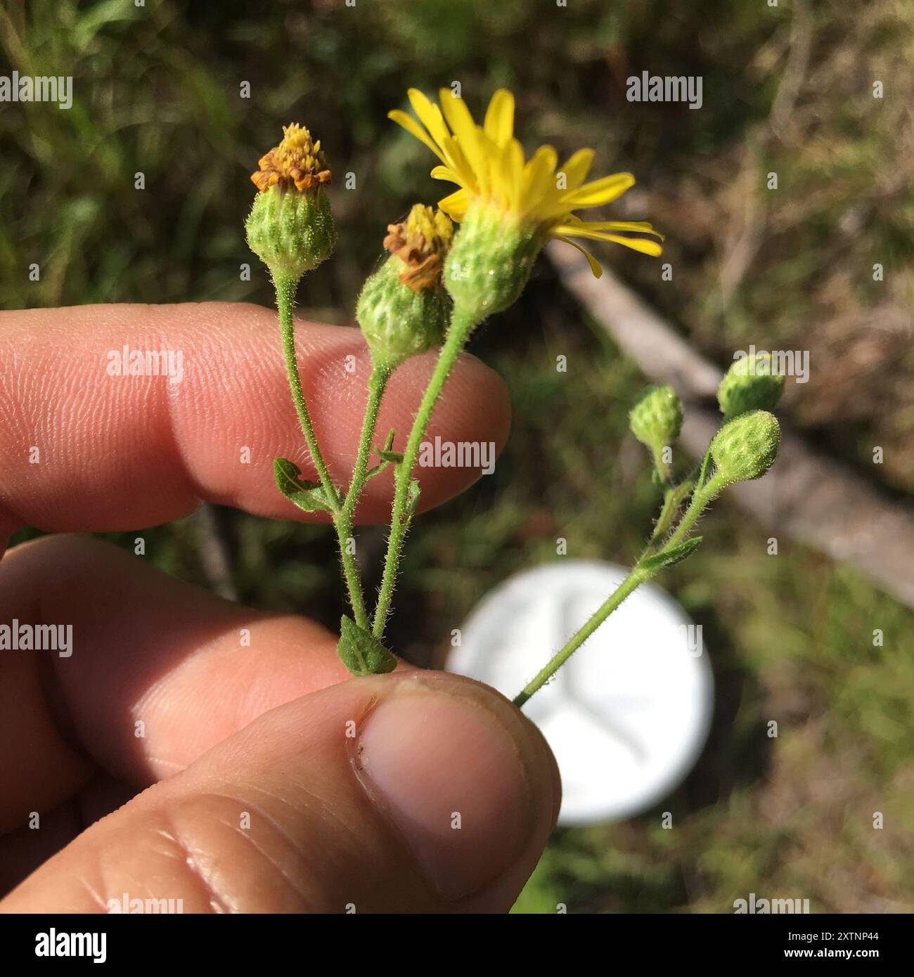 Pineland Silkgrass (Pityopsis aspera) Plantae Stock Photo - Alamy