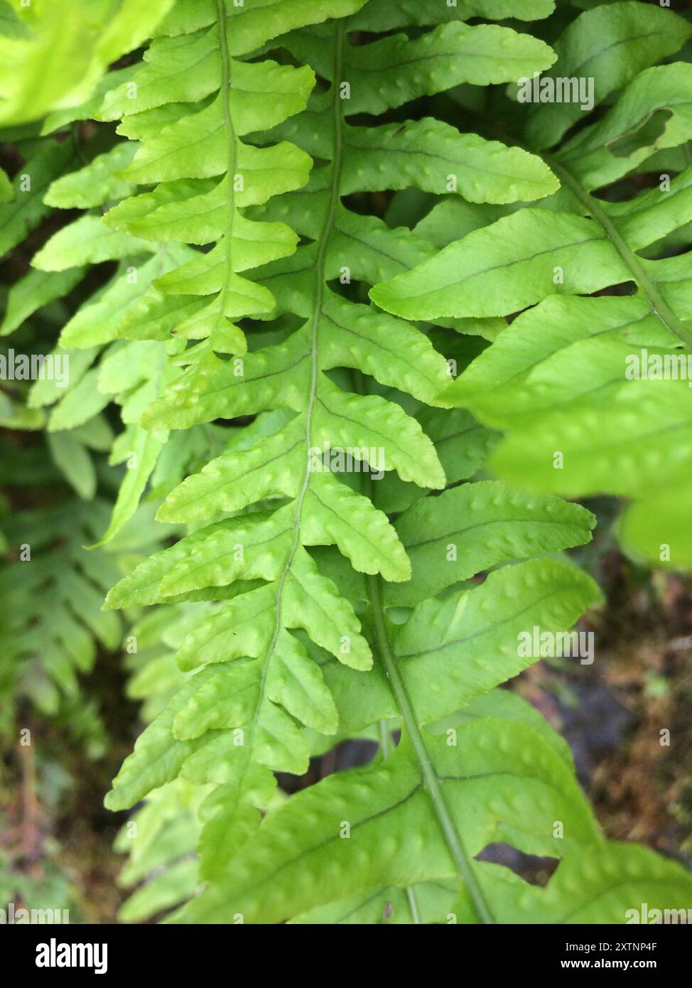common polypody (Polypodium vulgare) Plantae Stock Photo - Alamy
