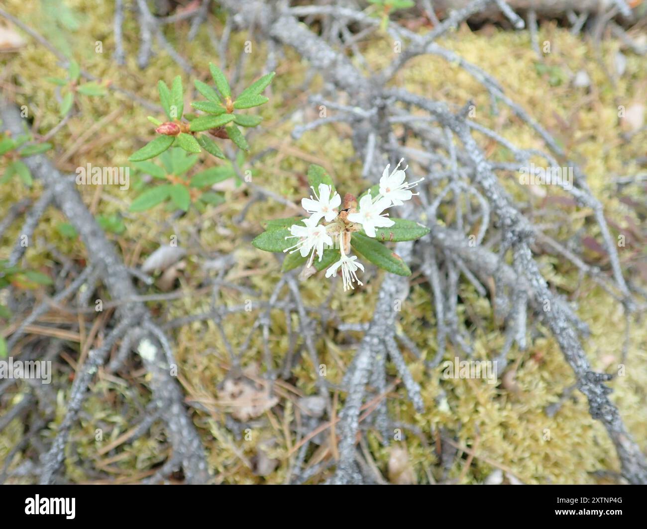 Bog Labrador Tea (Rhododendron groenlandicum) Plantae Stock Photo - Alamy