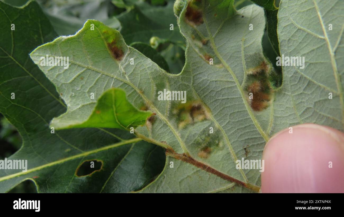 Oak Blister Gall Mite (Aceria querci) Arachnida Stock Photo - Alamy