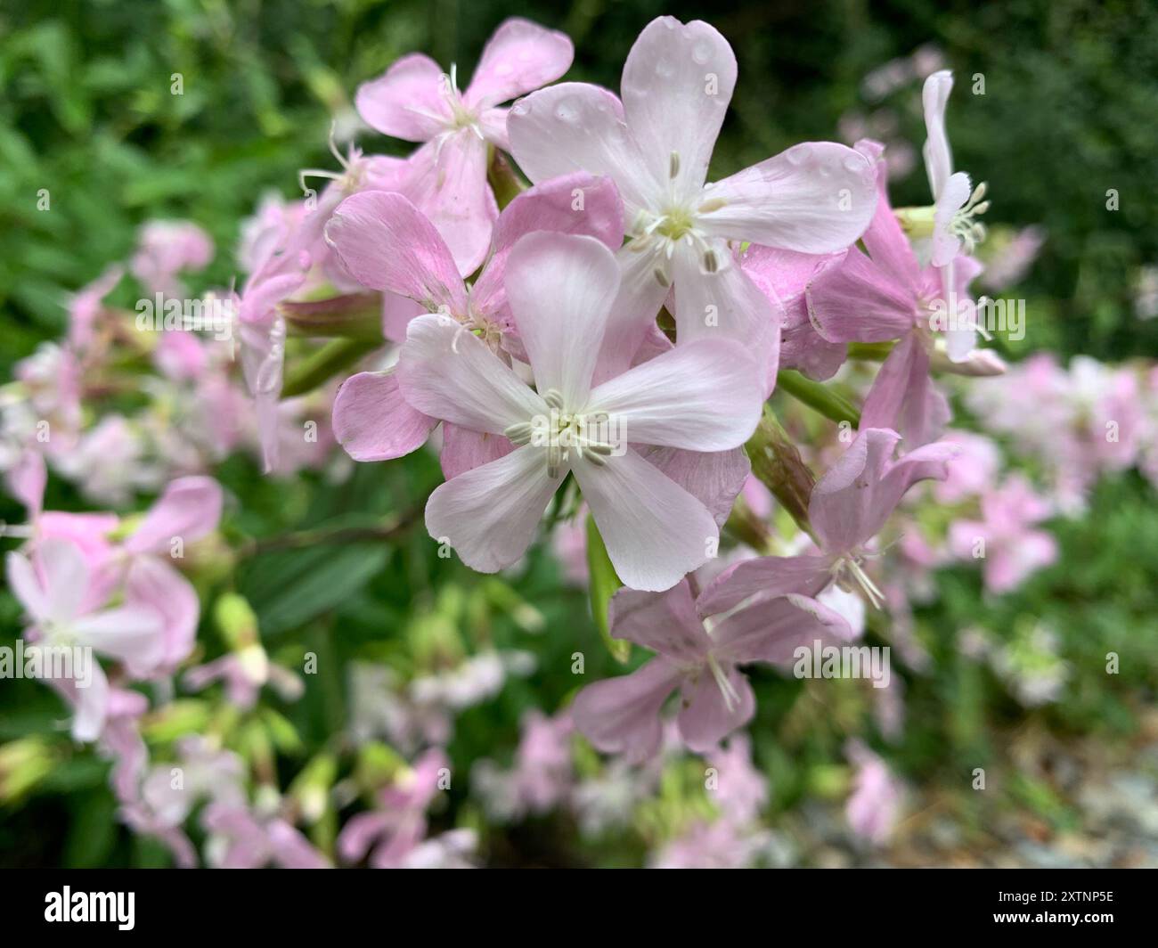 common soapwort (Saponaria officinalis) Plantae Stock Photo - Alamy